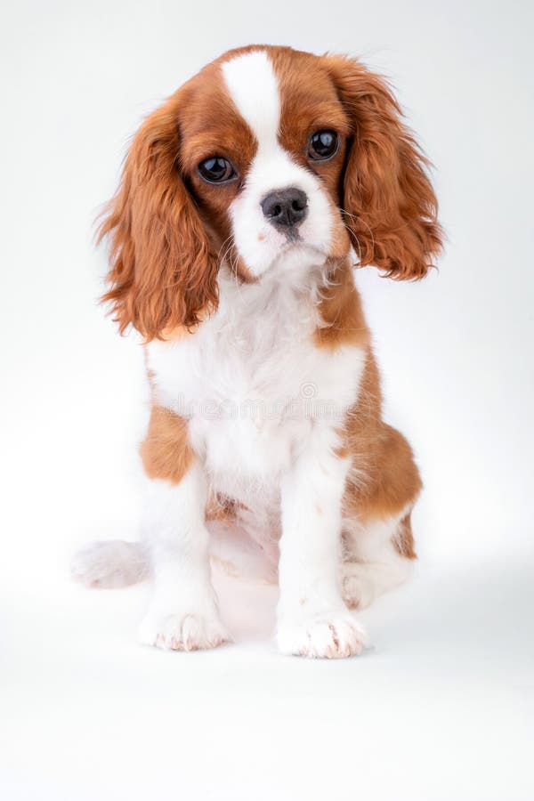 Little Dog Cavalier King Charles Spaniel Stock Image - Image of love ...