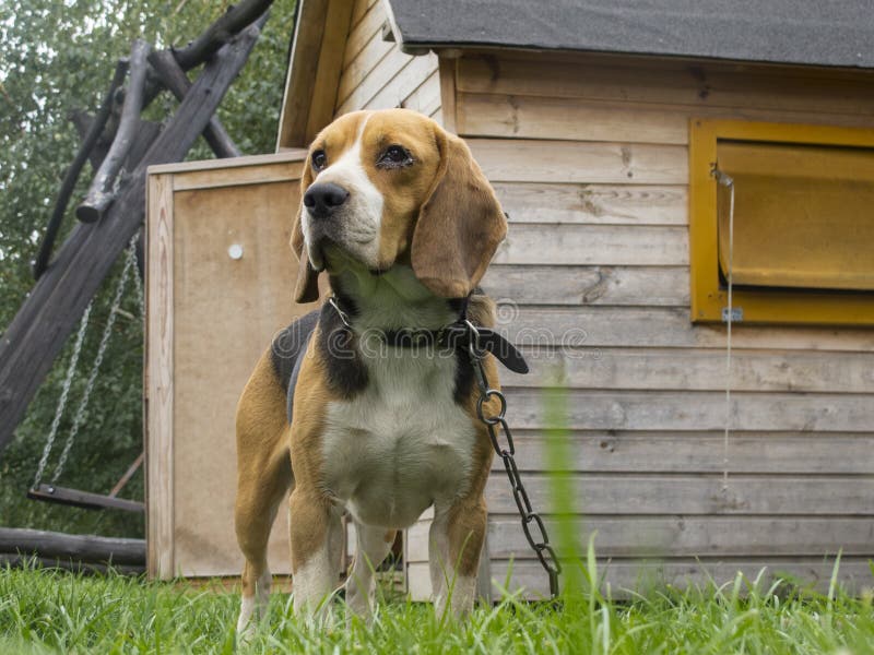 Little dog on the chain stock photo. Image of doghouse - 99353212