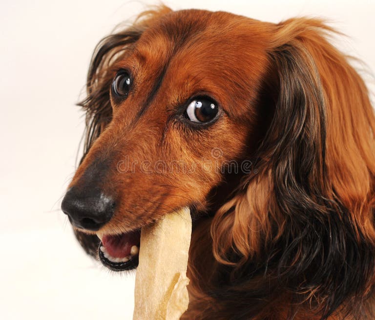 Little Dog Chewing on Dogsnack Stock Photo - Image of sweet, chewing ...