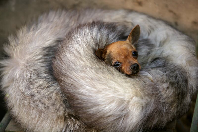 Little Dog with Cold in Winter with Fox Skin Stock Photo - Image of ...