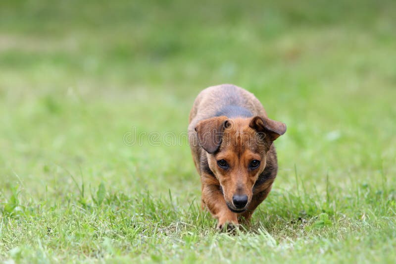 Little Dog Coming Towards the Camera Stock Image - Image of grass ...