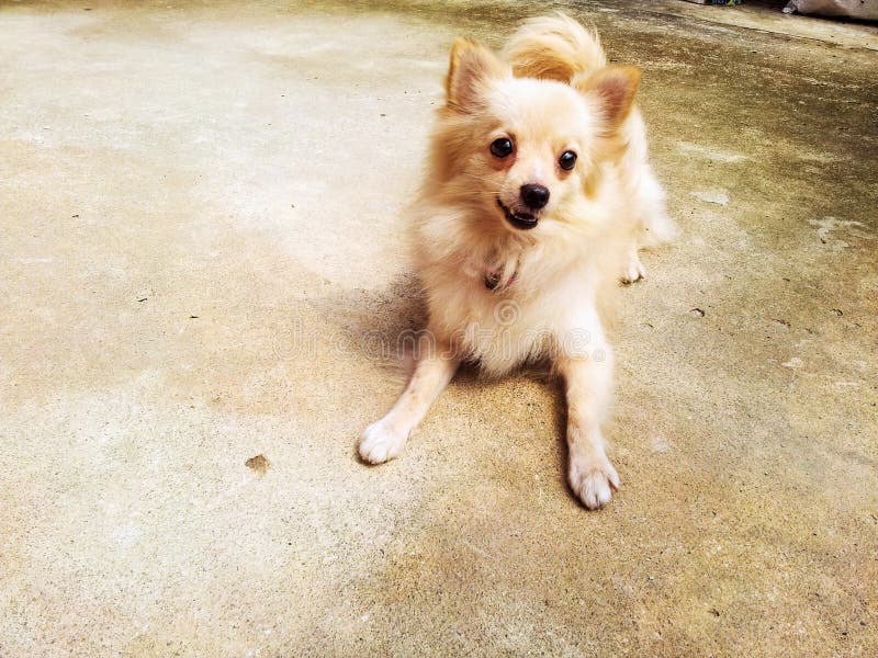 Little dog stock image. Image of lovely, canine, curious - 40063339