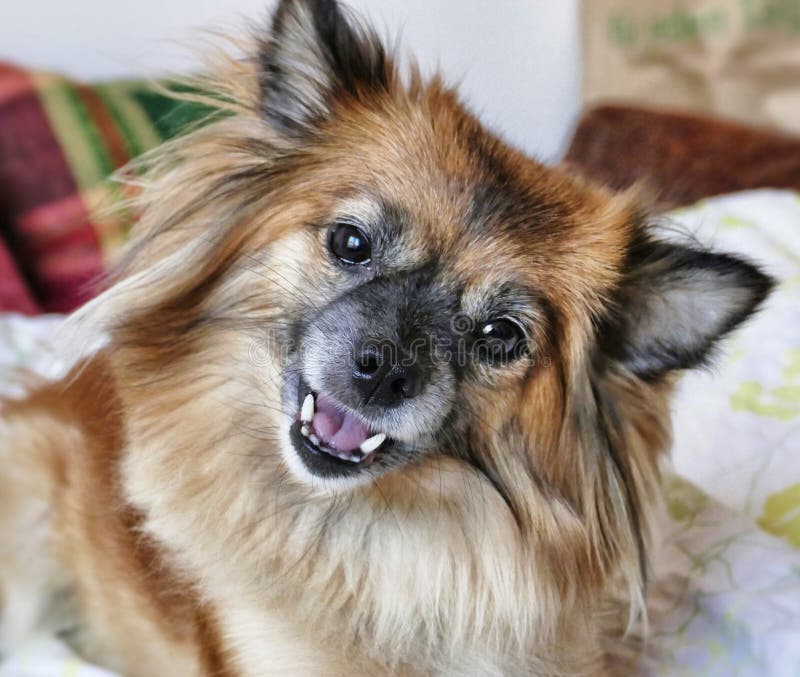 Little dog is happy stock photo. Image of animal, nett - 113205898