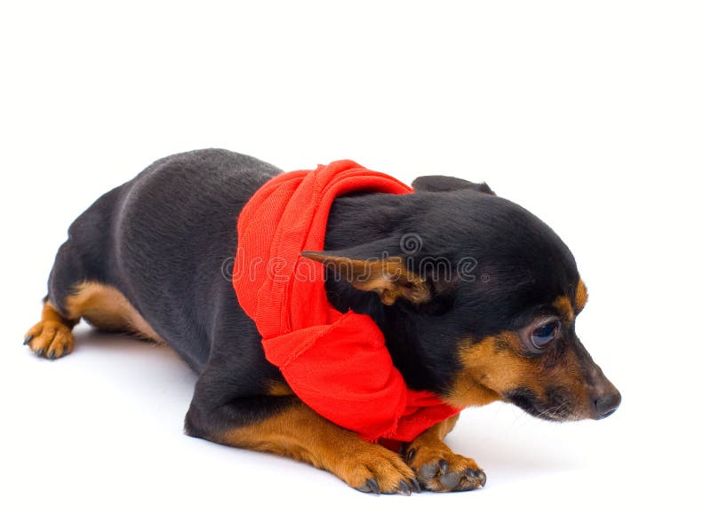 Little dog. isolated stock image. Image of cute, humorous - 2822409