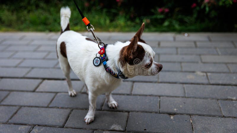 A Little Dog is on a Lead, Strolling on a Brick Pathway Stock Image ...