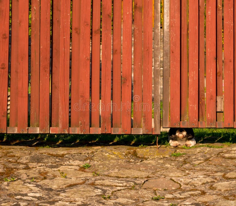 Little Dog Looking from Under the Gate Stock Photo - Image of doggo ...