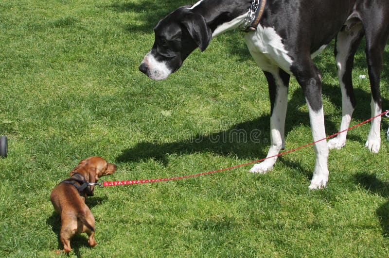 Little Dog Meets Big Dog stock image. Image of encounter - 14574763