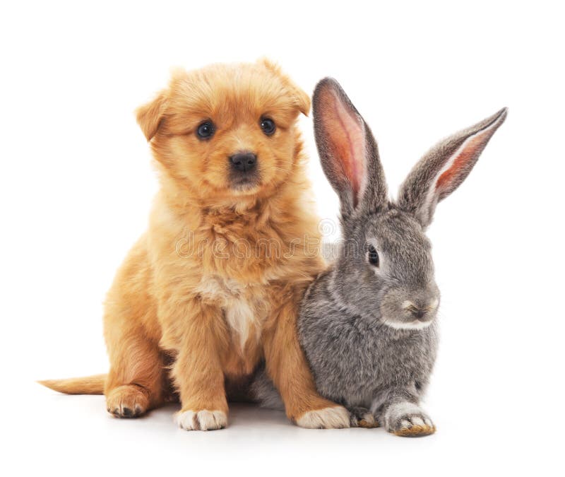 Puppy in a meadow stock photo. Image of sniff, nature - 40289858