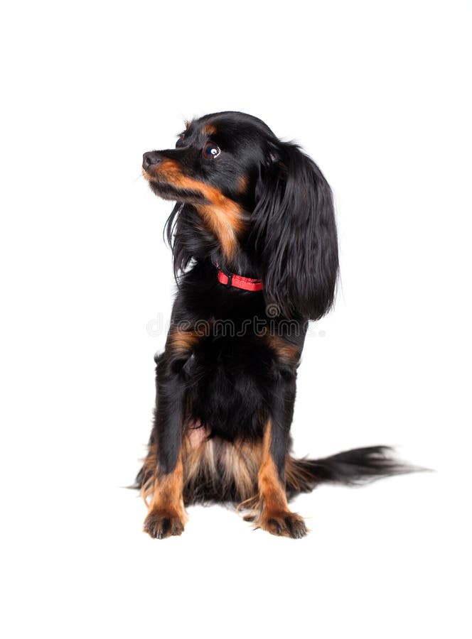 Little Dog in Red Collar on White Stock Image - Image of small, little ...