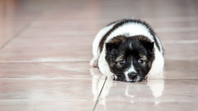 A Little Dog is so Sad. Indoor Stock Photo - Image of bull, alone: 60538980