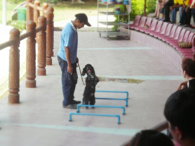 Little dog on show editorial photo. Image of happy, show - 43965076