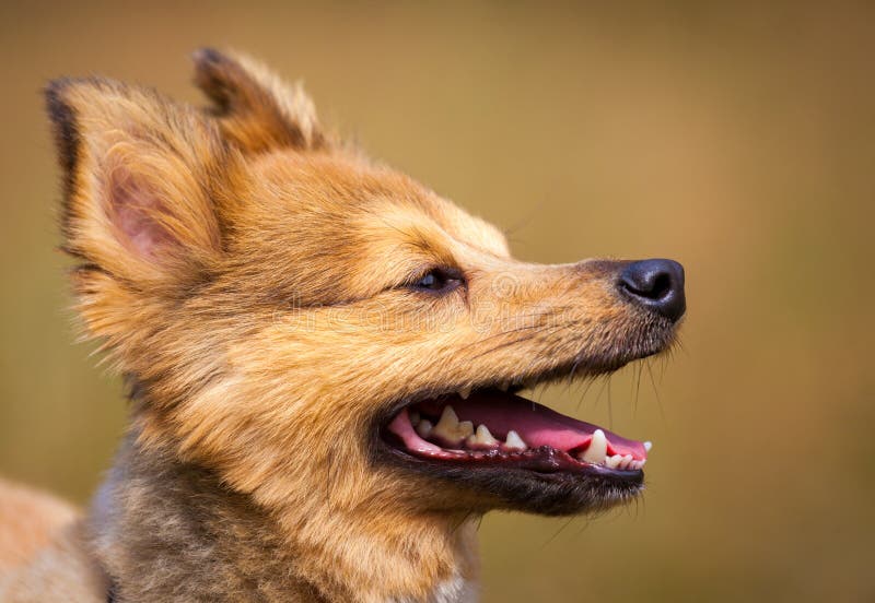 Are All Little Dogs Yappy