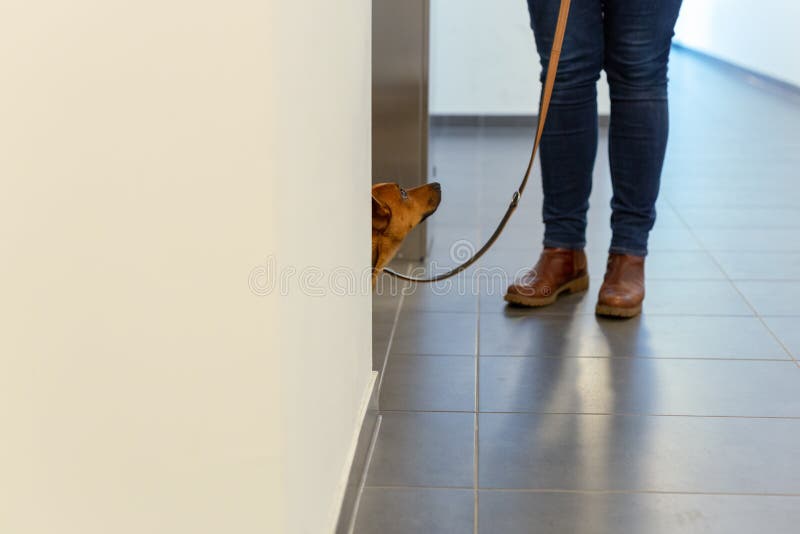 Little Dog with Some Fears is Hiding of Something Stock Image - Image ...
