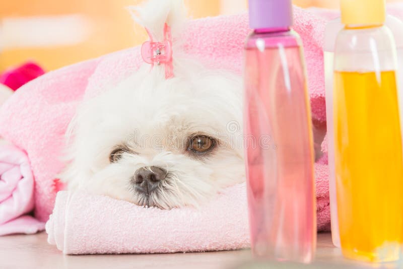 Little dog at spa stock photo. Image of closeup, pink - 72248904