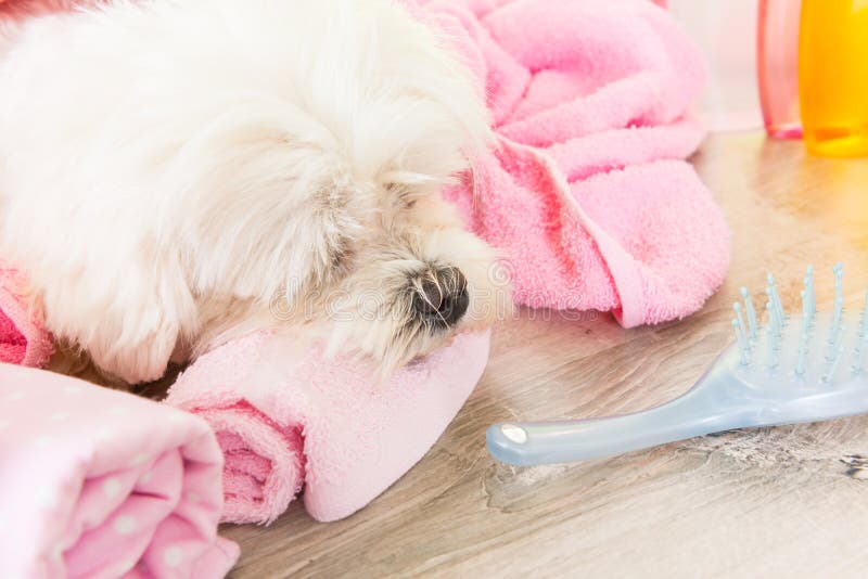 Little dog at spa stock photo. Image of puppy, maltese - 72249286