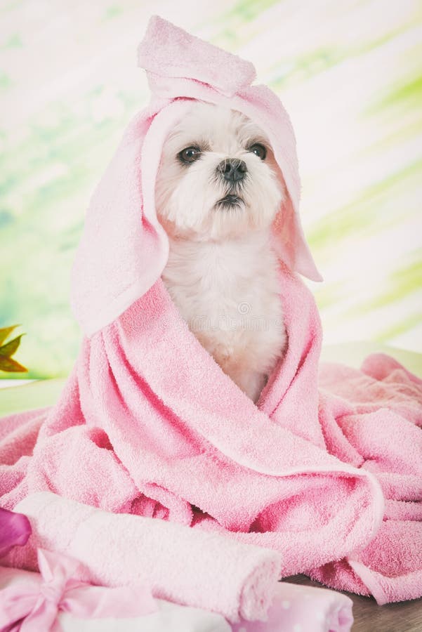 227 Dog Spa Pampering Stock Photos - Free & Royalty-Free Stock Photos ...