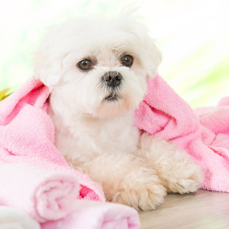 Little dog at spa stock image. Image of humor, adorable - 72353235