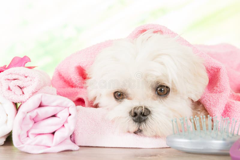 Little dog at spa stock photo. Image of beauty, animal - 72354414
