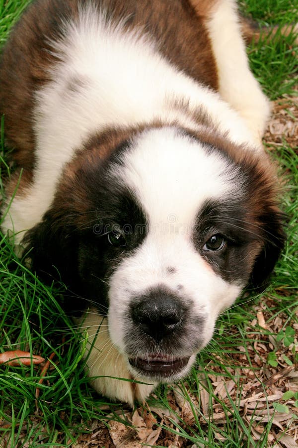 Little Dog St Bernard stock image. Image of pedigree - 102730037