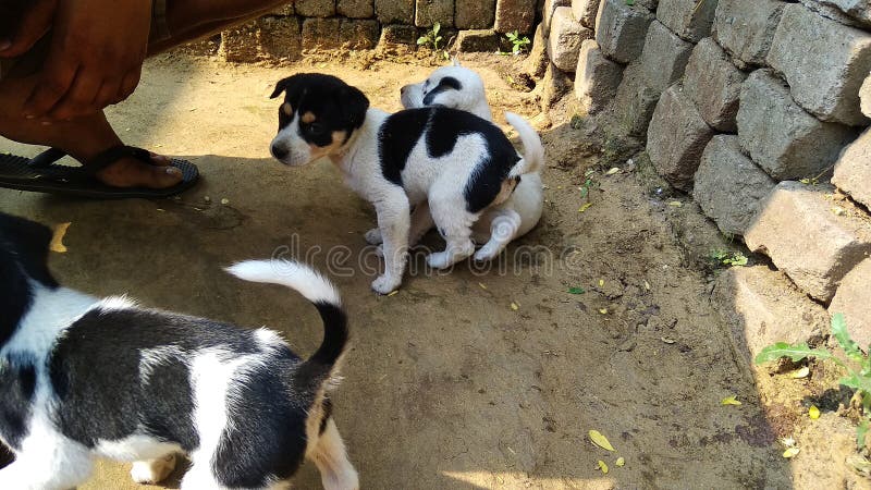 Little doge in the city stock image. Image of little - 174505259