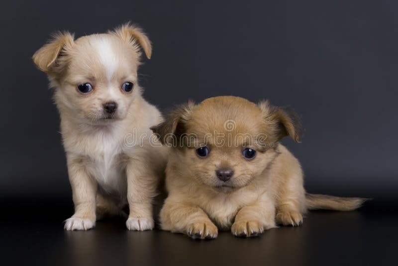 Little dogs stock photo. Image of hair, purebred, brown - 13782646