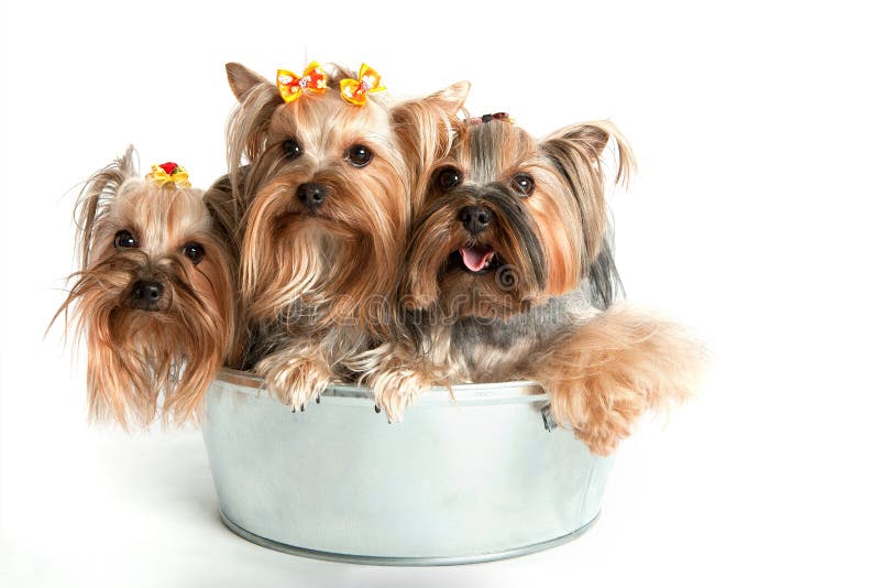 Little dogs stock photo. Image of terriers, dogs, yorkshire - 23670798