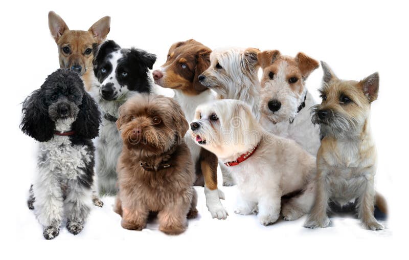 246,281 Dogs Photos - Free & Royalty-Free Stock Photos from Dreamstime