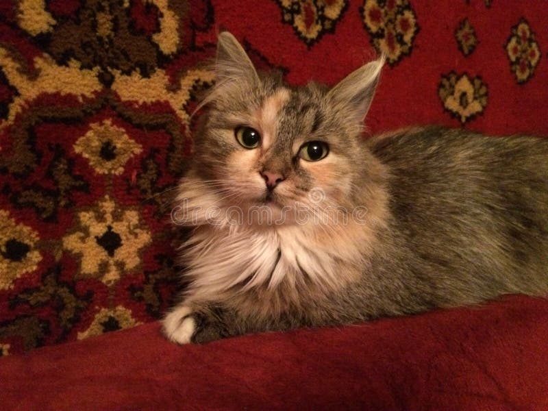 The Little domestic cat stock image. Image of funny - 121874093