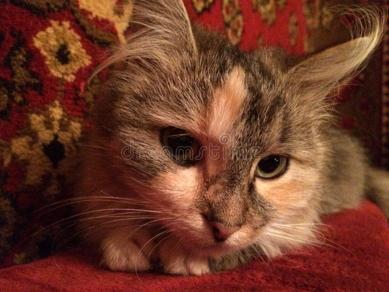 The Little domestic cat stock photo. Image of feline - 121874142