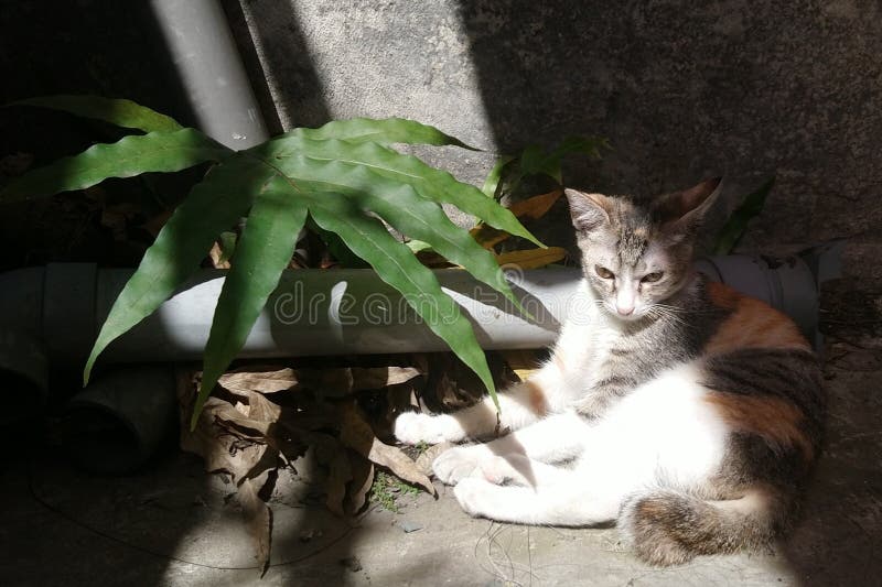 A Little Domestic Cat Under the Sun and Plant Stock Photo - Image of ...