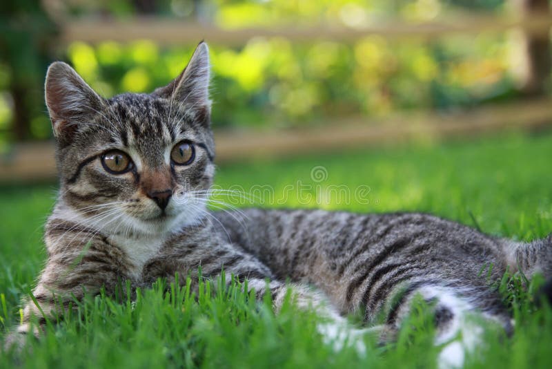 Little domestic cat stock image. Image of kitten, grass - 43216243