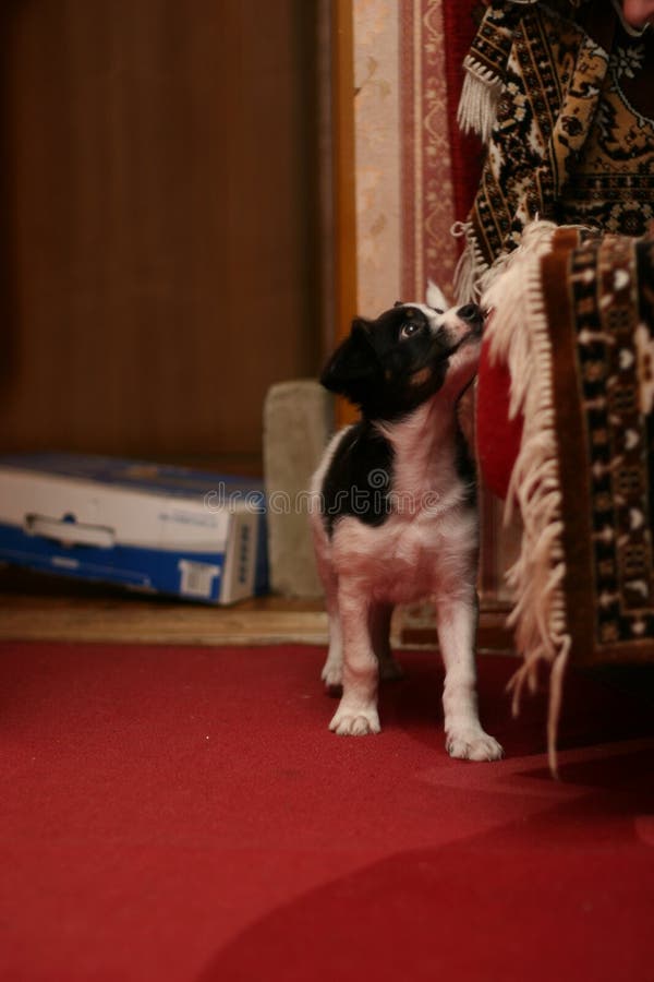 The Little domestic dog stock photo. Image of domestic - 121874072