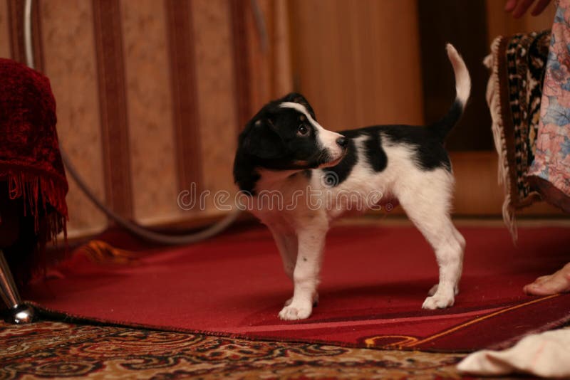 The Little domestic dog stock image. Image of domestic - 121874079