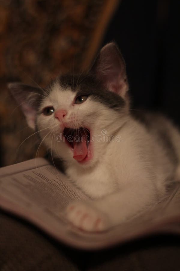 Little domestic kitten stock image. Image of playing - 121874011