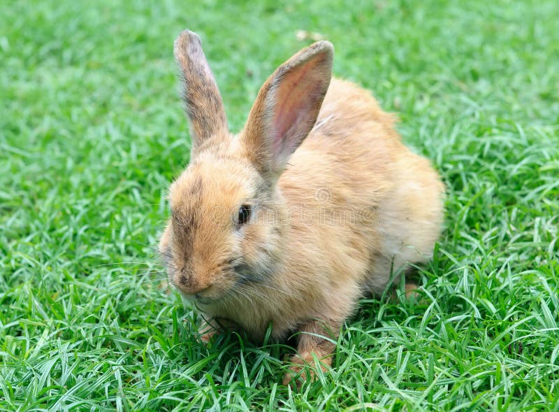Little Domestic Rabbit On A Green Grass Stock Photo - Image of charm ...