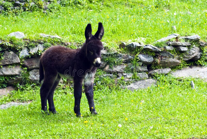 Little donkey stock photo. Image of gray, small, field - 42428356