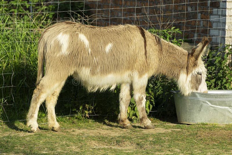 Little donkey drinks water stock photo. Image of wildlife - 280344416