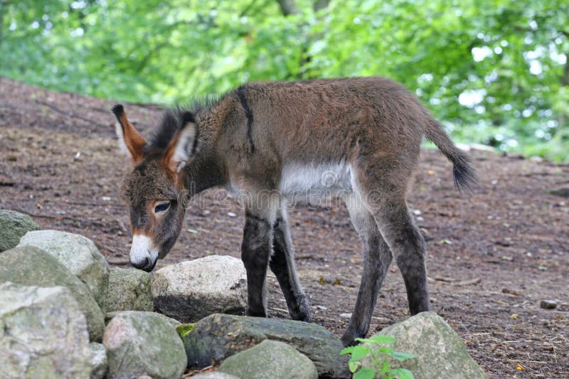 Little donkey stock image. Image of looking, rocks, donkey - 305515879