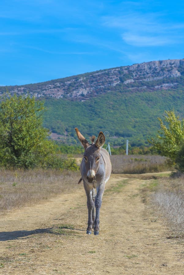 Little Donkey 4 Months Walking Along the Road in the Steppe Stock Photo ...
