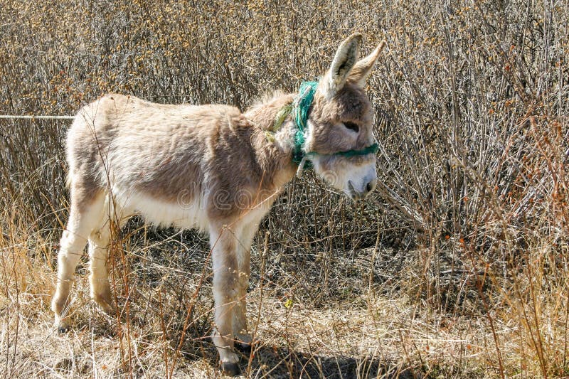 Little donkey stock photo. Image of gray, small, field - 42428356