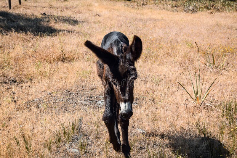 Little Donkey Roaming Freely in the Field Stock Photo - Image of equine ...