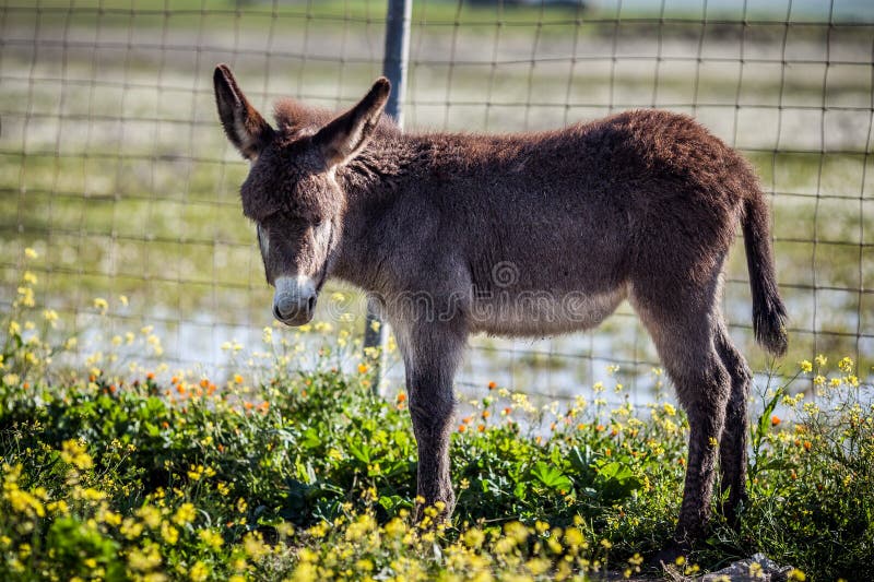 Surprised Donkey Made of Green Tomato Stock Photo - Image of happy ...