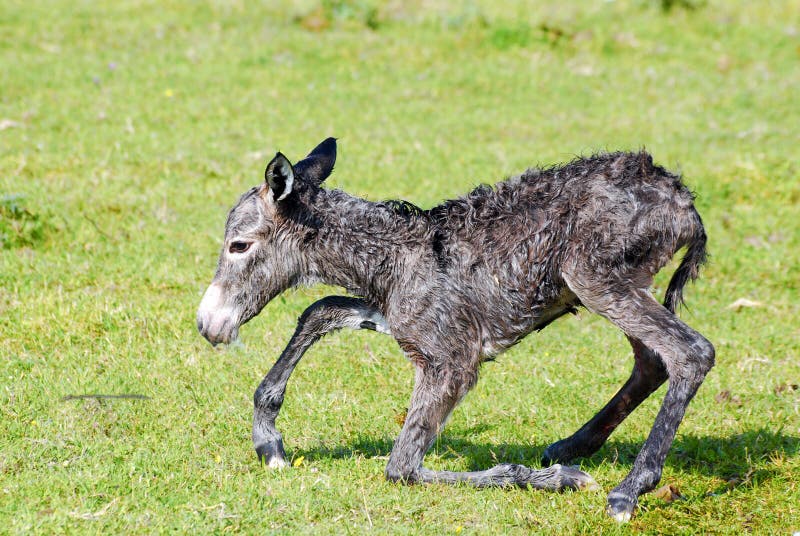 Little Donkey Trying His First Step Stock Image - Image of born, little ...