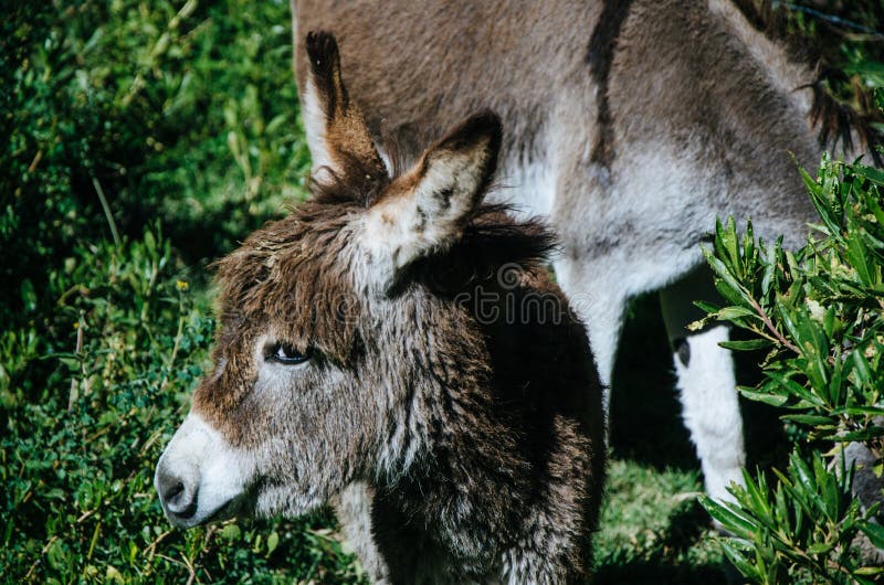 Donkey stock image. Image of nature, environment, grass - 113692847