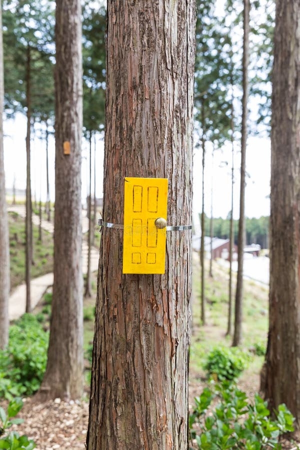 Little door on tree trunk stock image. Image of travel - 92275675