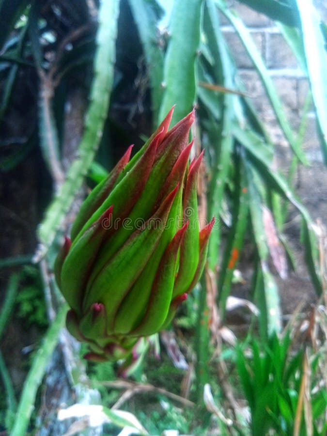 The Little Dragon Fruit stock photo. Image of nature - 265403876