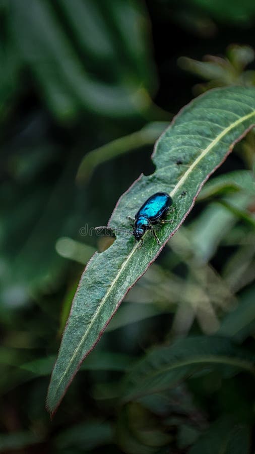 The little Dragon stock image. Image of dragonfly, green - 270869527