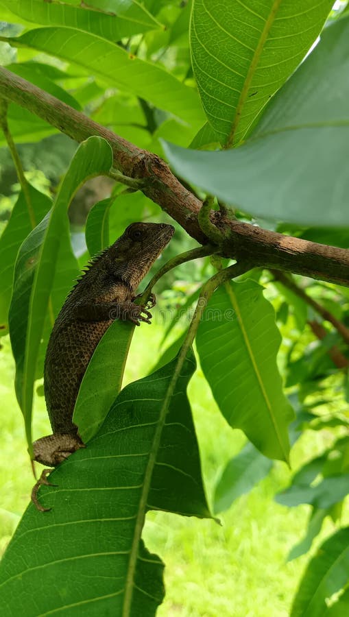 Little Dragon on a Tree Branch on a Hot Day Stock Image - Image of ...