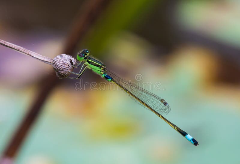 The Little Dragonfly Perched Stock Photo - Image of beauty, organism ...