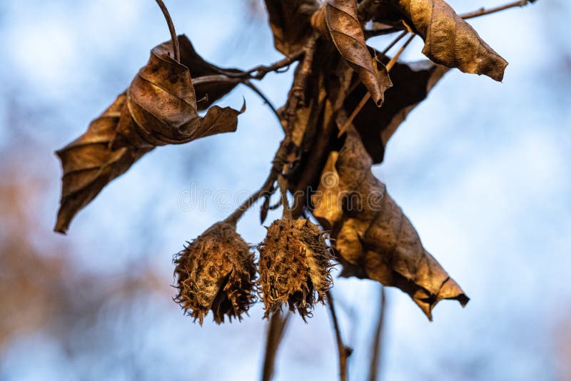 Little Dry Branch of a Beechnut Tree with Dry Leaves and Beechnuts ...